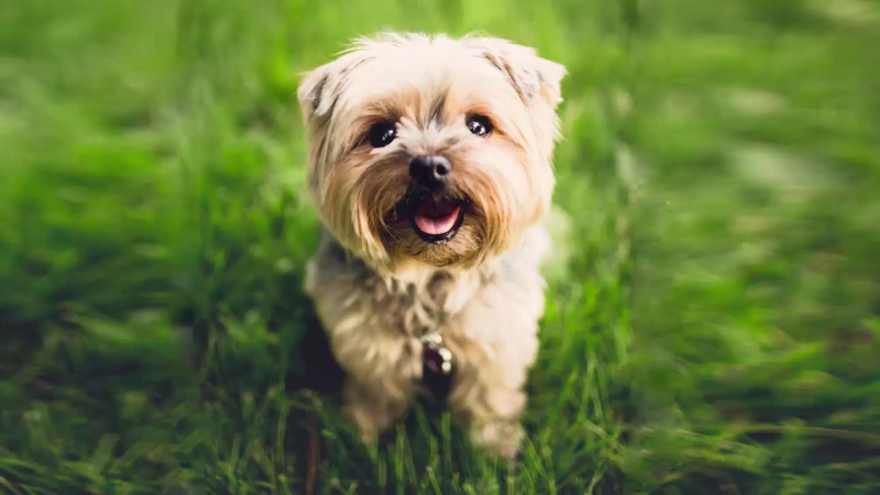 I Will Create Talking Dog Talking Cat Video Ad for your Business ...