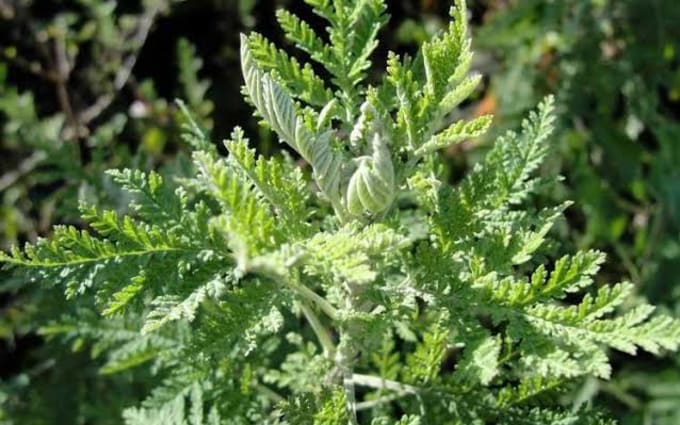 Healing covid-19(uMhlonyane plant) - AnyTask.com